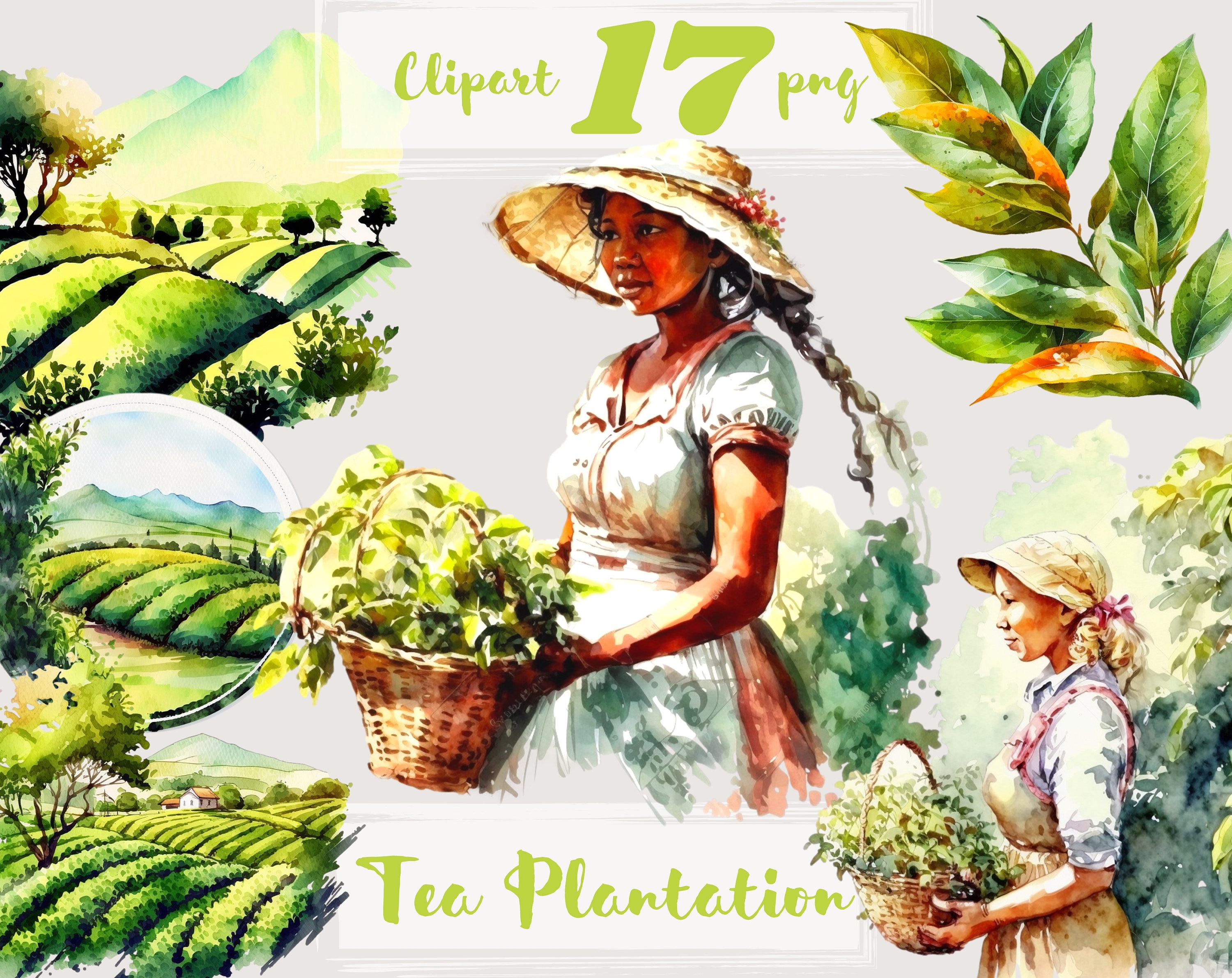 Tea Plant Clipart