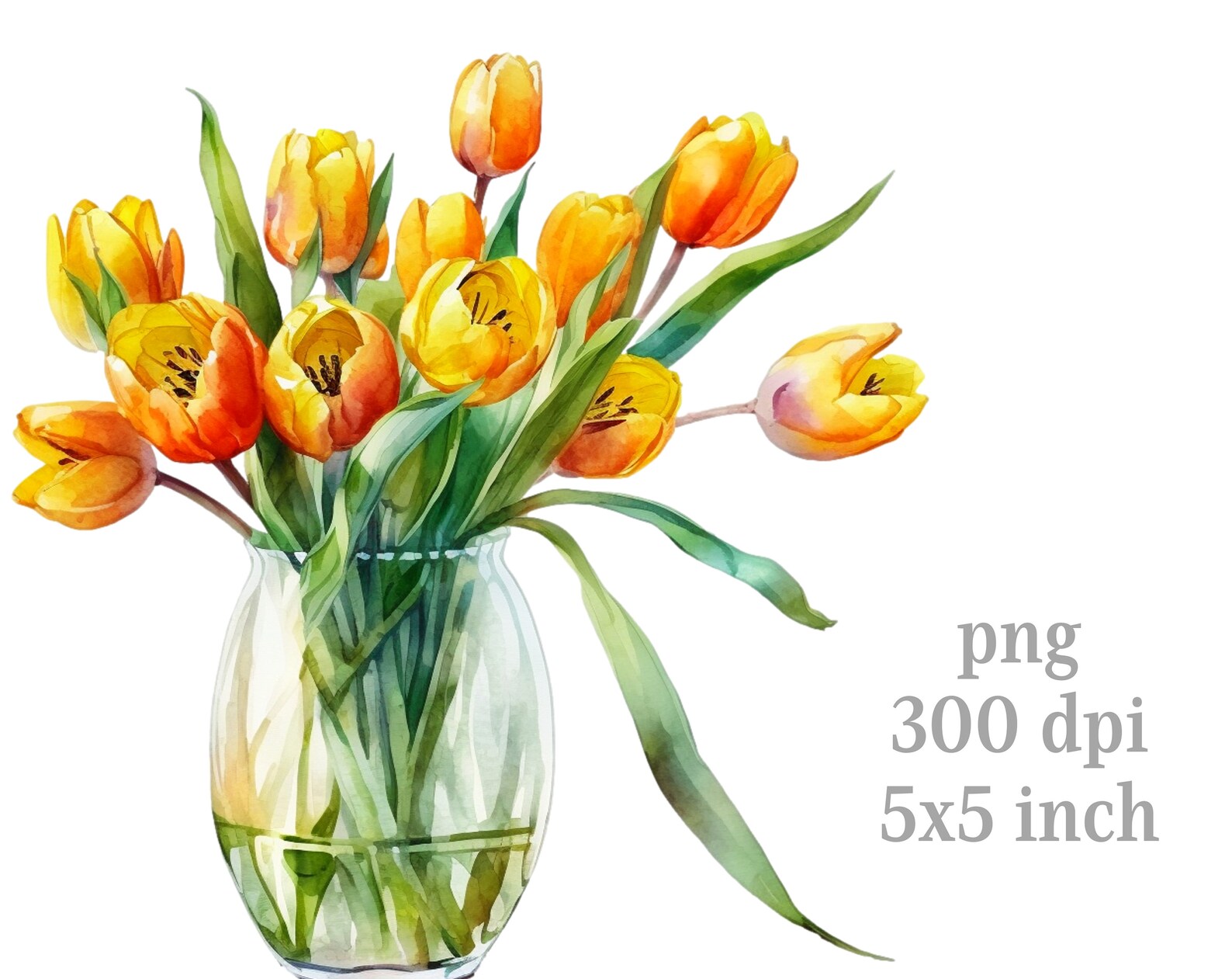 Tulip Clipart. Spring Clipart. Floral Clipart, Field, Garden, Blooming ...