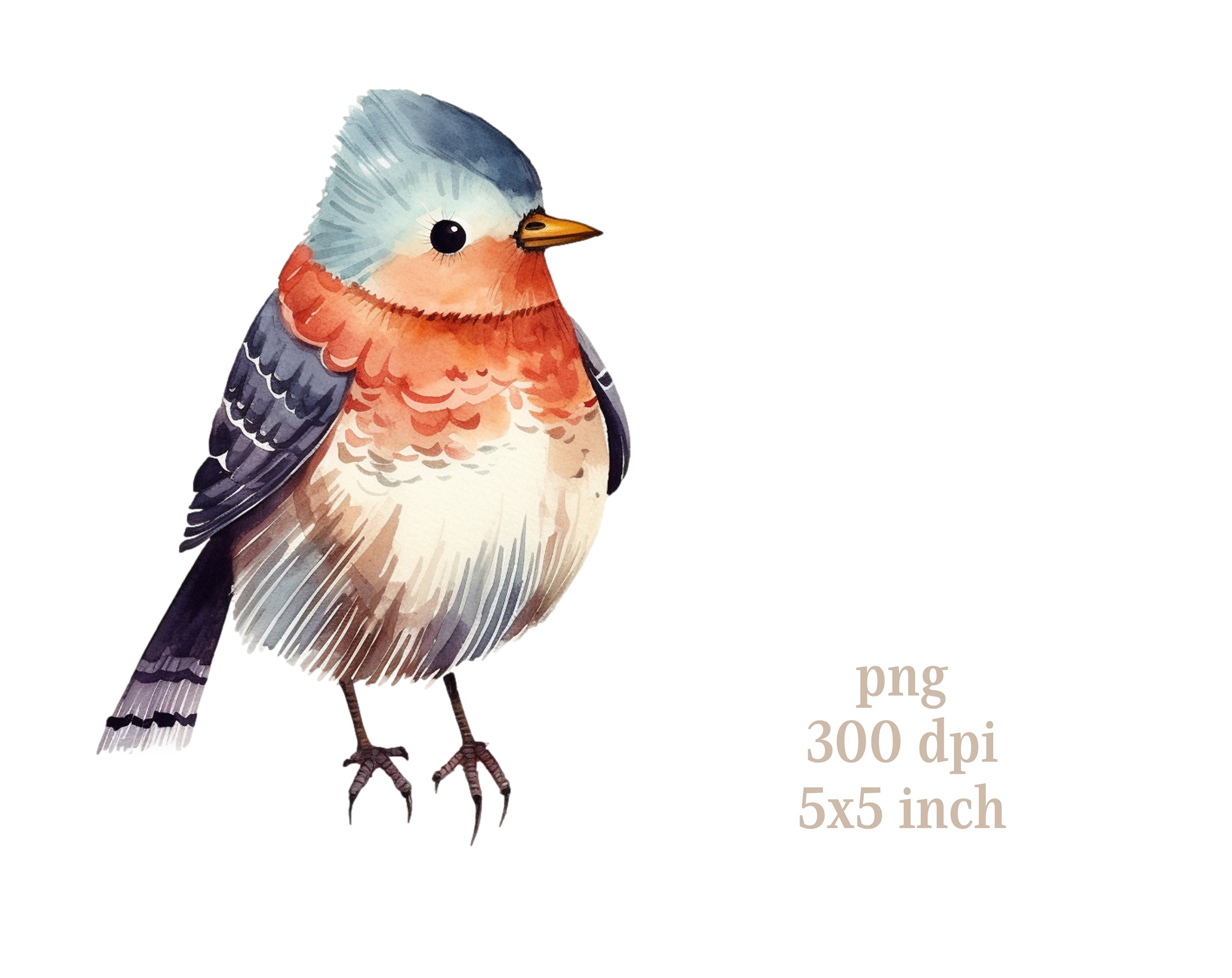 Winter Birds Clipart, Christmas Clipart, Winter Clipart, Bird Clipart ...