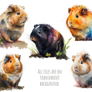 Guinea Pig Clipart. Cute Animals Clip Art, Png. Digital Watercolor ...