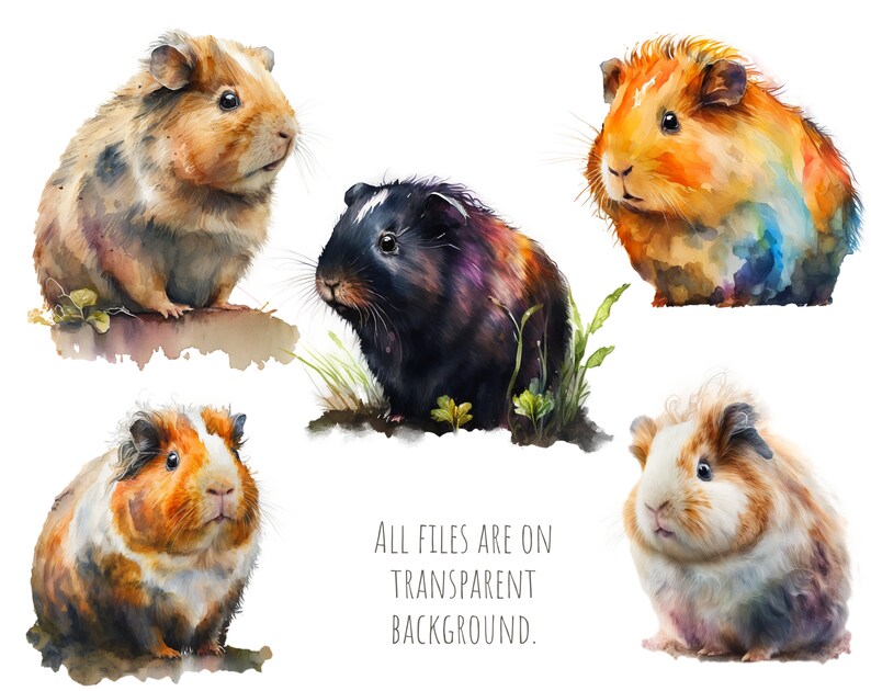 Guinea Pig Clipart. Cute Animals Clip Art Png. Digital - Etsy