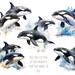 Orca Clipart, Nautical Clipart. Ocean Animal. Sea Animals Clip Art, Png ...