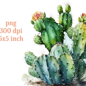 Cactus Clip Art, Succulent Clipart, Floral Clip Art, Png. Digital ...