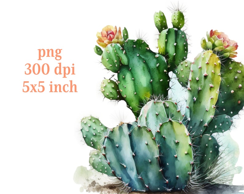 Cactus Clip Art Succulent Clipart Floral Clip Art Png. - Etsy