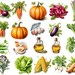 Food Clipart. Cook Clipart. Watercolor Bundle. Vegetables, Meet, Fish ...