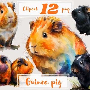 Guinea Pig Clipart. Cute Animals Clip Art, Png. Digital Watercolor ...
