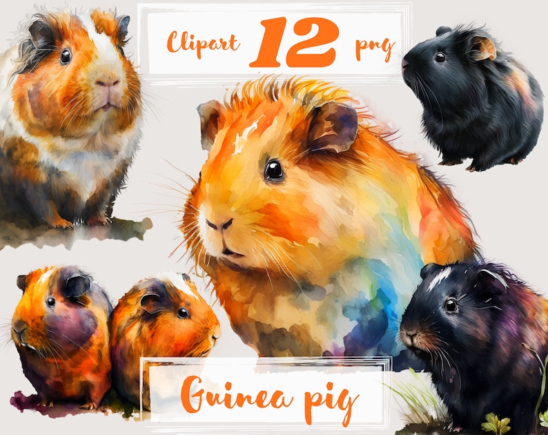 Guinea Pig Clipart. Cute Animals Clip Art Png. Digital - Etsy