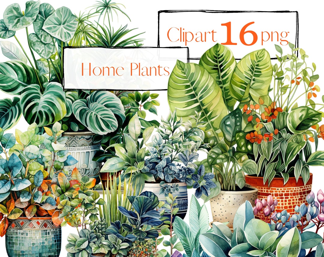 House Plants Clipart. Potted Flowers Clipart, Home, Houseplants. Floral ...