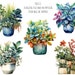 House Plants Clipart. Potted Flowers Clipart, Home, Houseplants. Floral ...