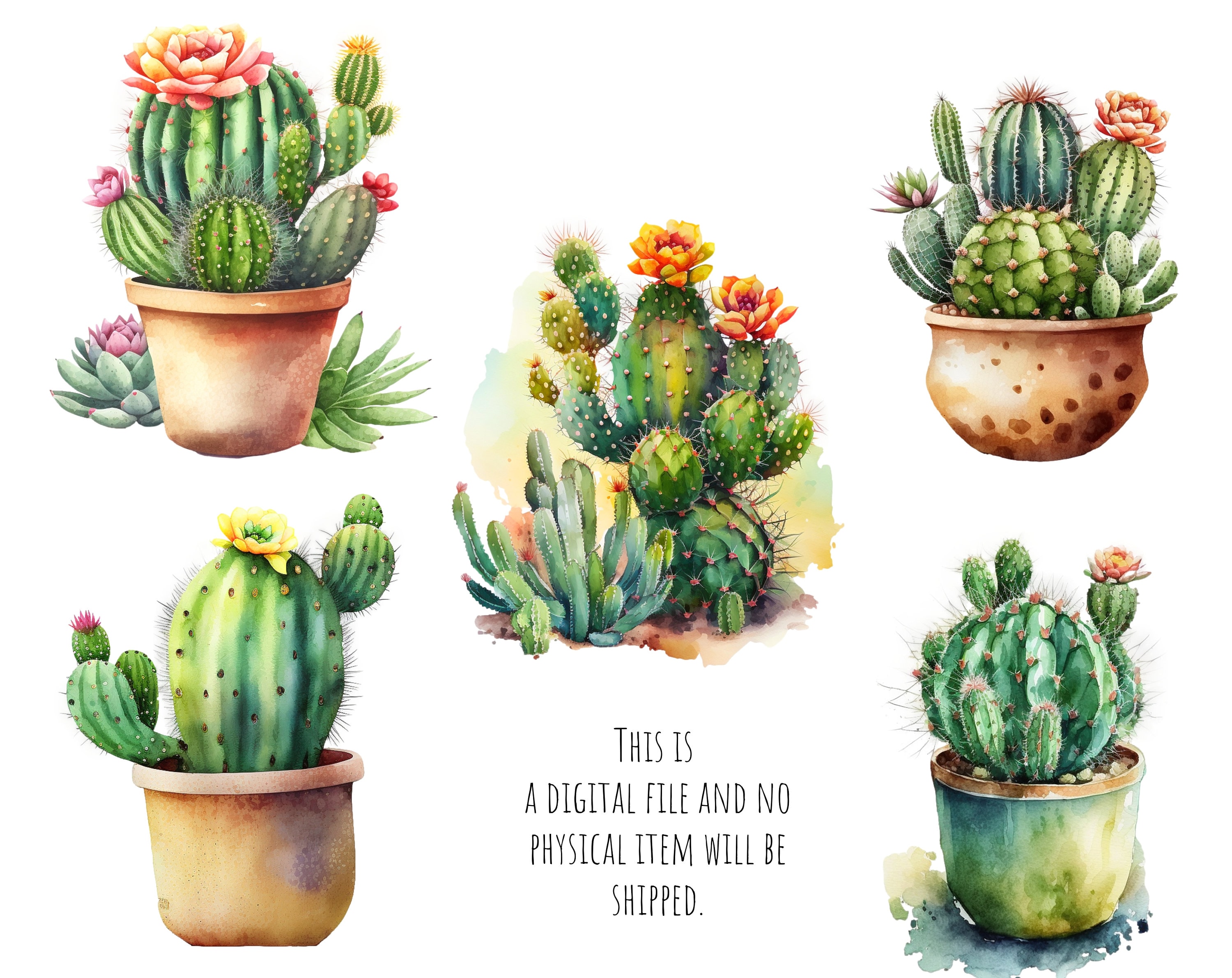 Cactus Clip Art Succulent Clipart Floral Clip Art Png. - Etsy