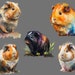 Guinea Pig Clipart. Cute Animals Clip Art Png. Digital - Etsy