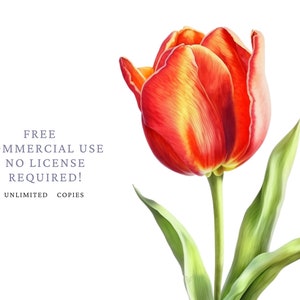 Tulip Clipart. Spring Clipart. Floral Clipart, Field, Garden, Blooming ...