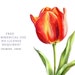 Tulip Clipart. Spring Clipart. Floral Clipart, Field, Garden, Blooming ...