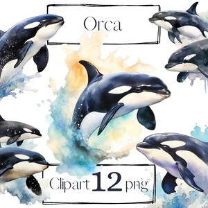 Orca Clipart, Nautical Clipart. Ocean Animal. Sea Animals Clip Art, Png ...