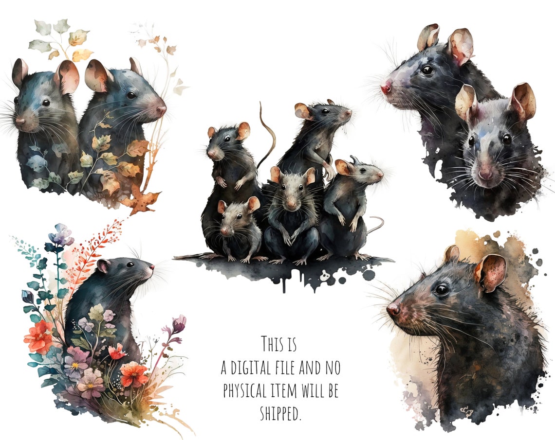 Rat Clipart. Mouse Clipart. Pet Clipart. Animal Clipart. Cute - Etsy