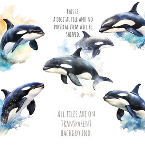 Orca Clipart, Nautical Clipart. Ocean Animal. Sea Animals Clip Art, Png ...