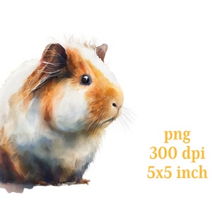 Guinea Pig Clipart. Cute Animals Clip Art, Png. Digital Watercolor ...