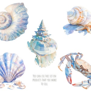 Sea Shell Clipart, Nautical Bundle. Ocean Clipart. Sea Clipart, Png ...