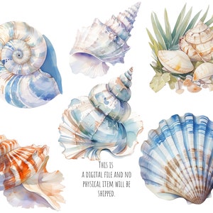 Sea Shell Clipart, Nautical Bundle. Ocean Clipart. Sea Clipart, Png ...