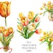 Tulip Clipart. Spring Clipart. Floral Clipart, Field, Garden, Blooming ...