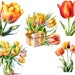 Tulip Clipart. Spring Clipart. Floral Clipart, Field, Garden, Blooming ...