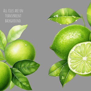 Lime Clipart, Garden Clipart, Fruit Clipart, Png. Digital Watercolor ...