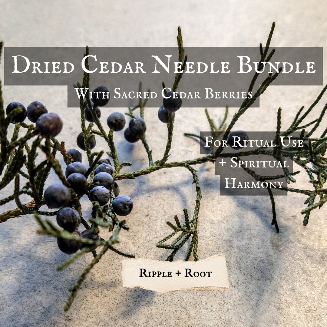 Dried Cedar Needle Bundle Female Needles With Berries for Rituals and ...