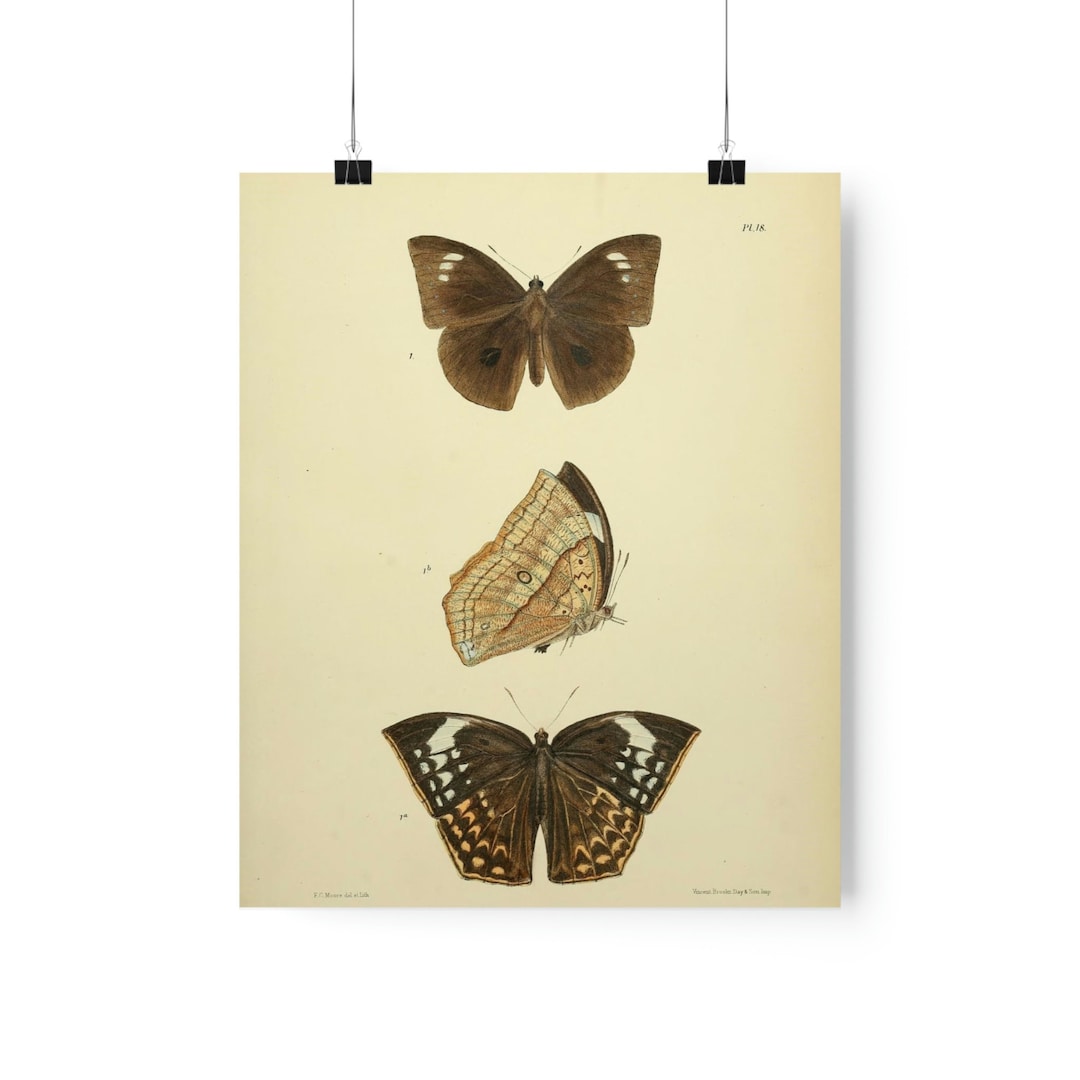 Antique Vintage Moth Butterfly Art Home Decor Poster - Etsy