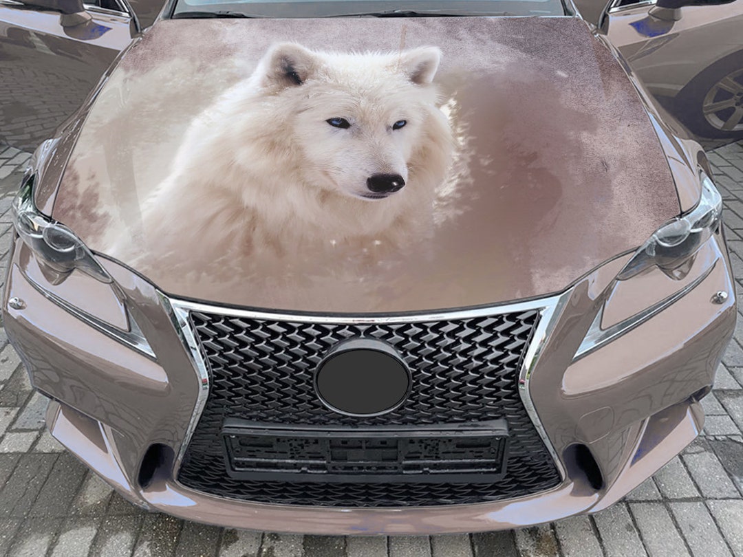 Car Hood Wrap White Wolf Vinyl Sticker Full Color Predator Beast Decal ...