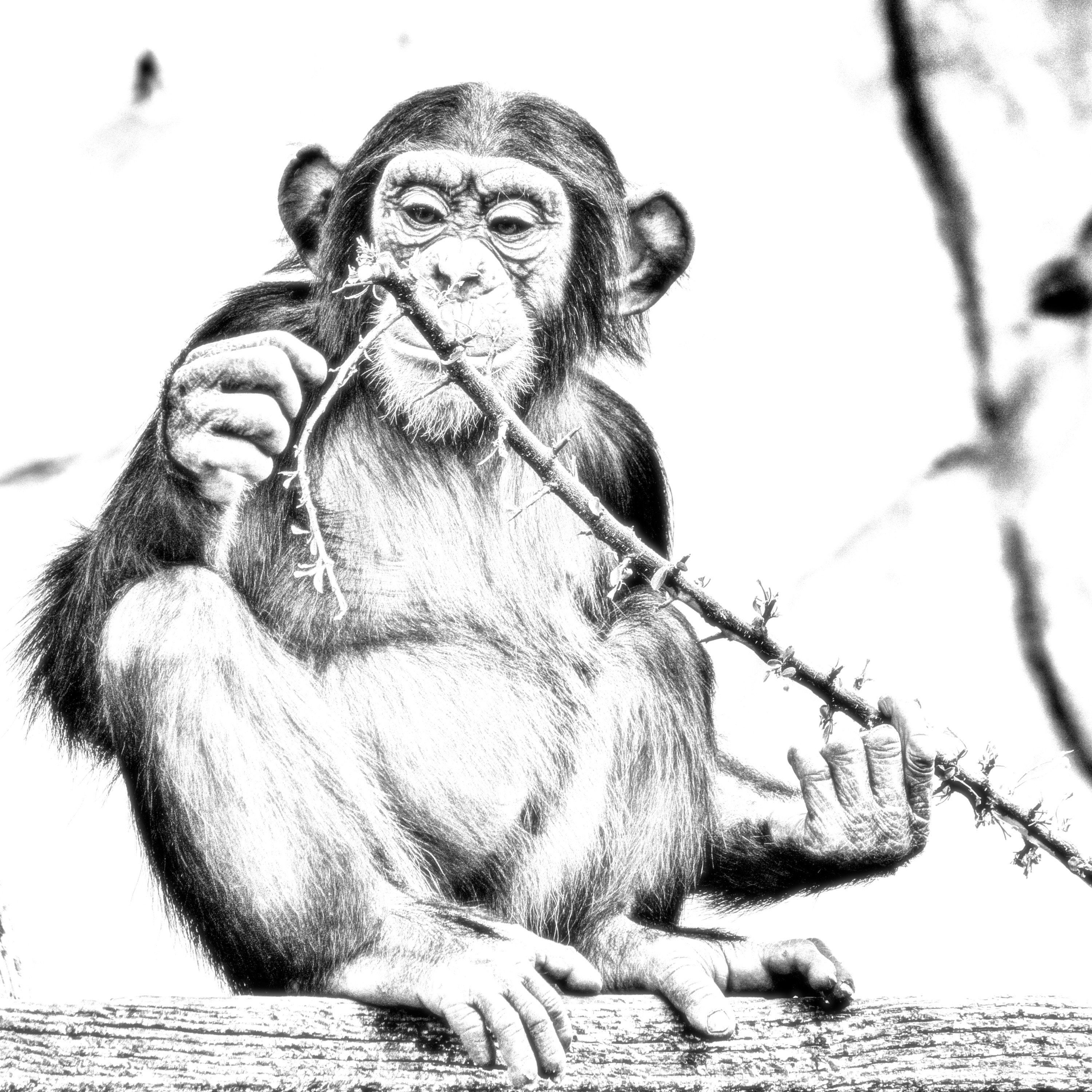 Black and White Monkey Photo Hi Resolution Printable Digital Download ...