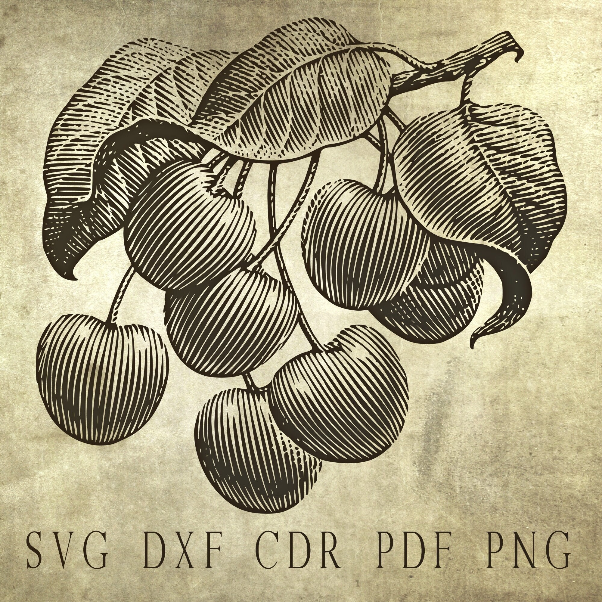 Cherries Drawing / Cherries Vector File / Cherries Hatching / Cherries ...