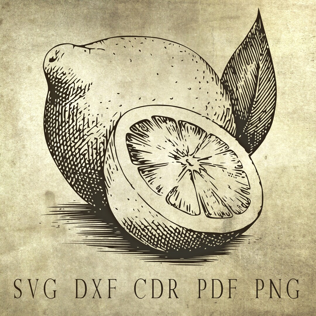 Lemon Drawing / Lemon Vector Files / Lemon Hatching / Lemon Clipart ...