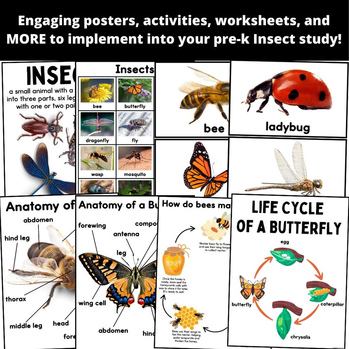 Insects Study Bundle Creative Curriculum - Etsy