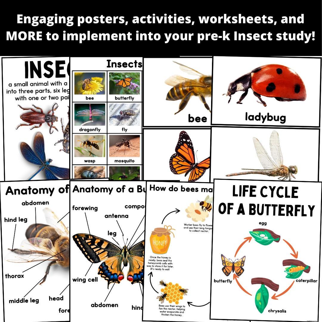 Insects Study Bundle Creative Curriculum - Etsy