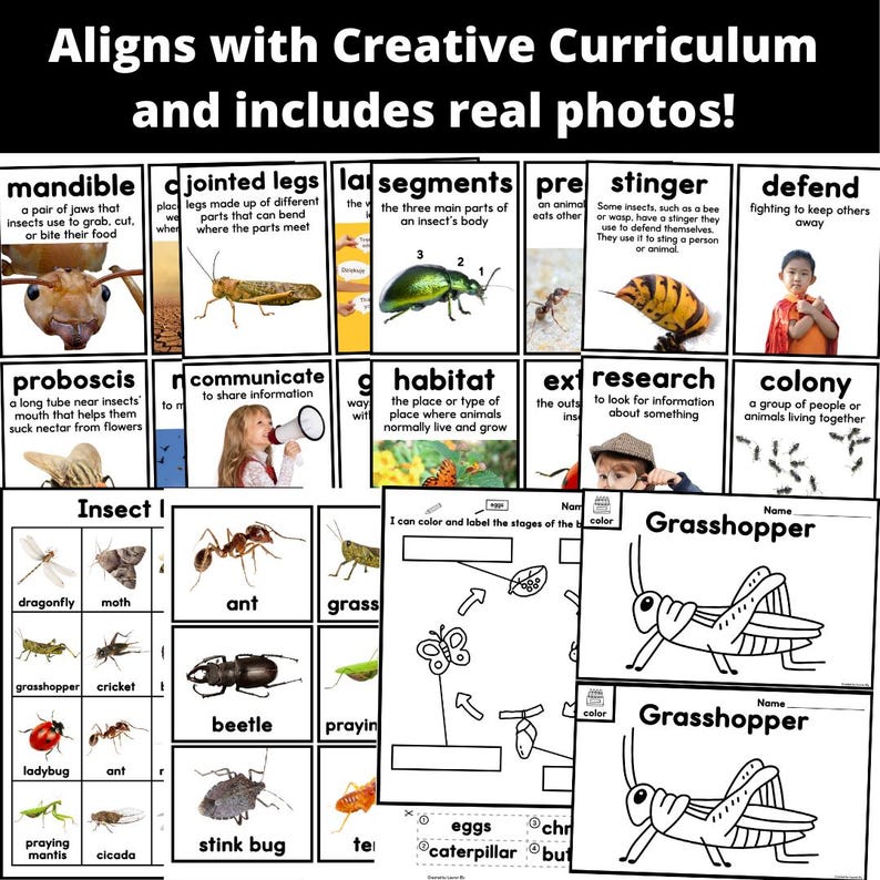 Insects Study Bundle Creative Curriculum - Etsy