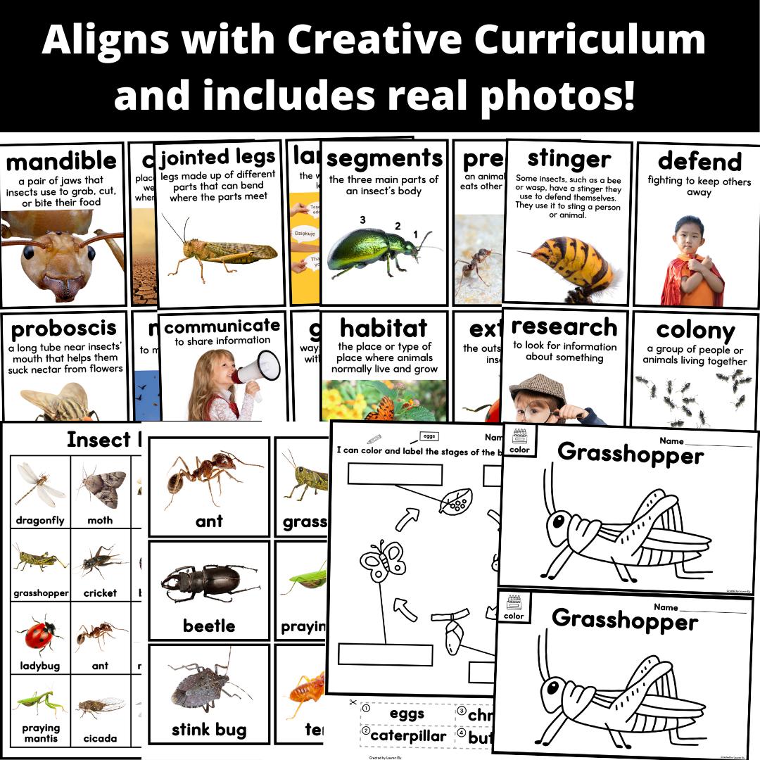 Insects Study Bundle Creative Curriculum - Etsy
