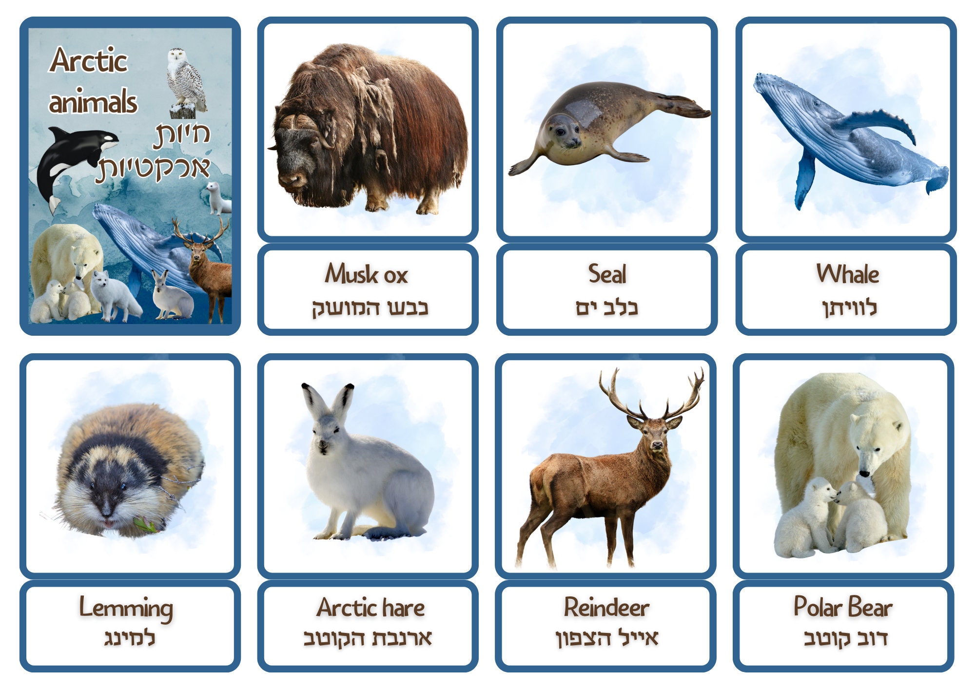 Arctic Animals Flashcards, Kids Flash Cards, Printable Montessori ...