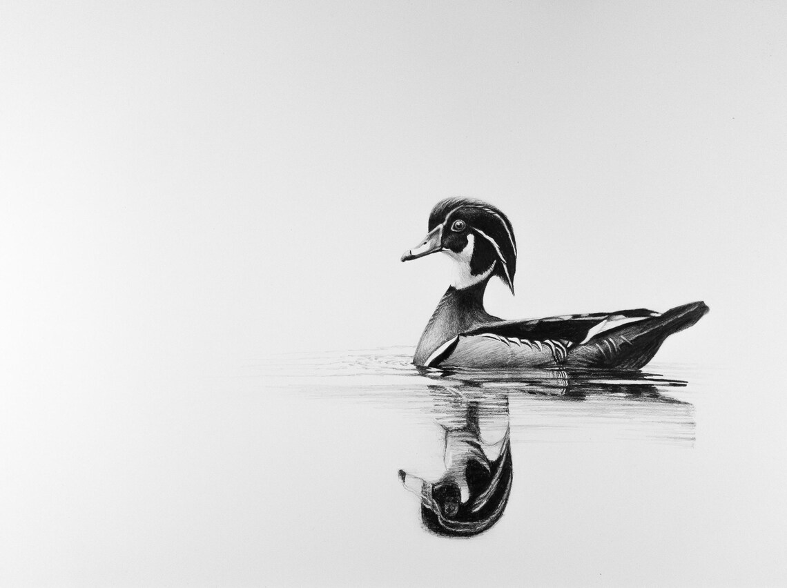 Wood Duck, Graphite Drawing Paper Print Giclée Print Waterfowl Duck ...