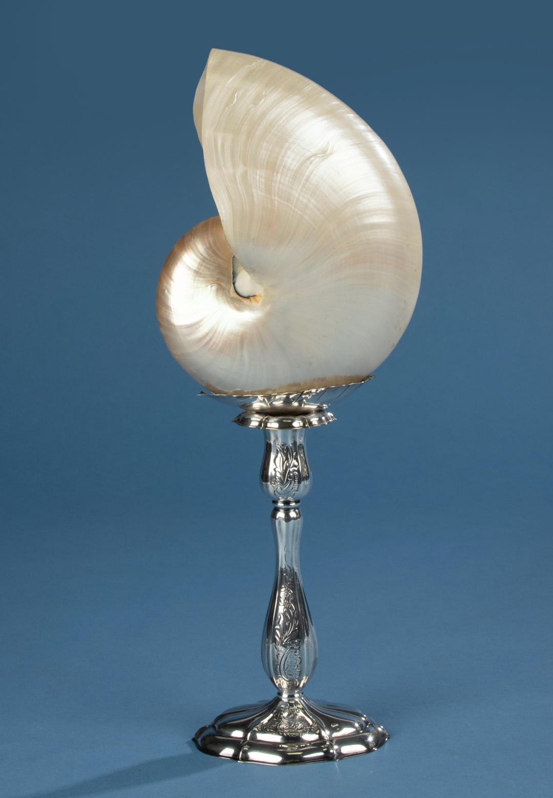 Nautilus Shell on Silver Plated Stand - Etsy