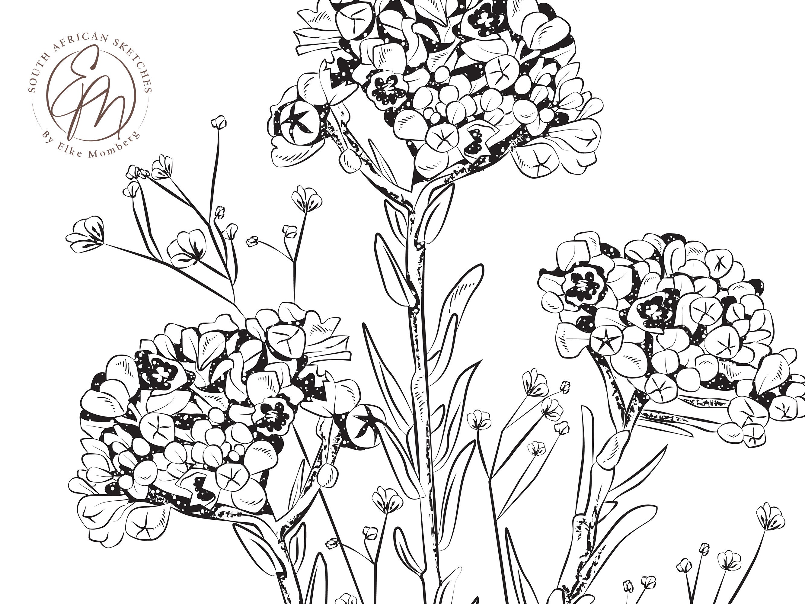Cape Fynbos Botanical Art Set, Black White Floral Sketch (digital ...