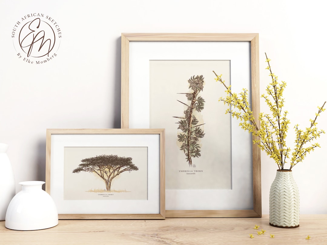 Umbrella Thorn Tree SET of 2 Botanical Wall Art, Watercolor Style ...