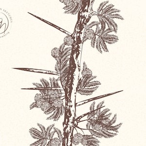 Umbrella Thorn Tree Branch Botanical Wall Art, Vintage Style Digital ...
