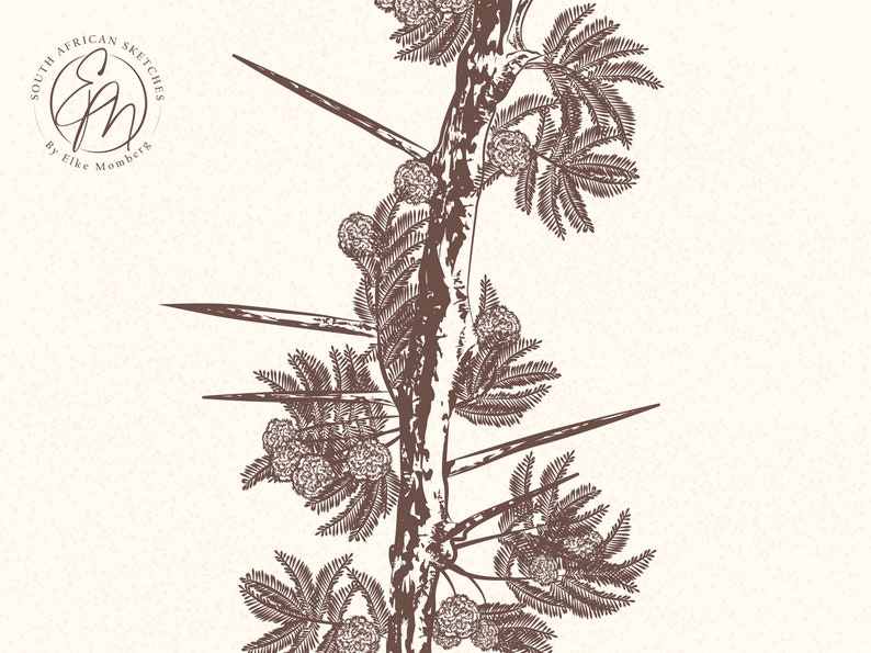Umbrella Thorn Tree Branch Botanical Wall Art, Vintage Style Digital ...