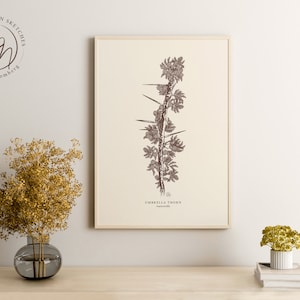 Umbrella Thorn Tree Branch Botanical Wall Art, Vintage Style Digital ...