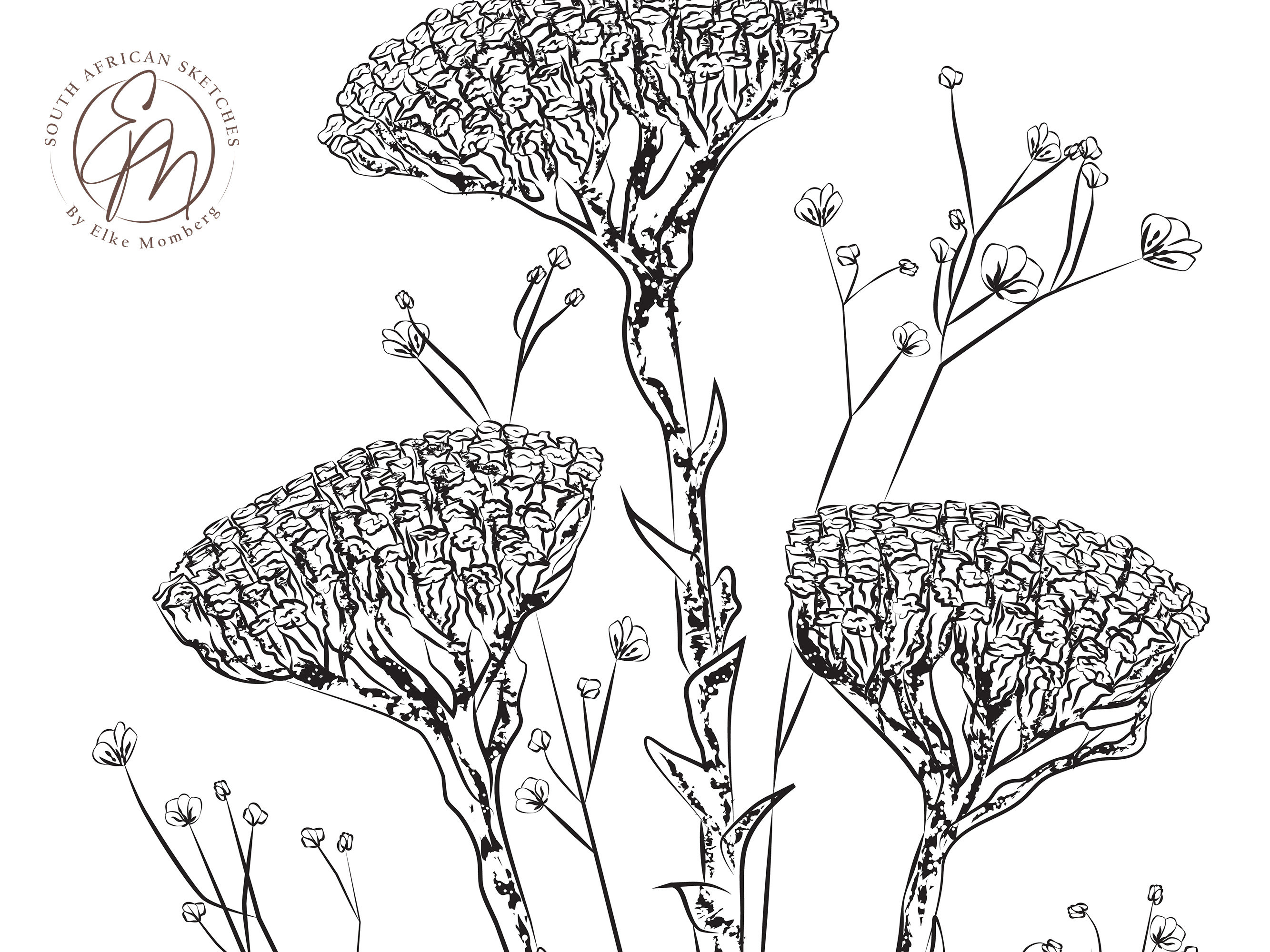 Cape Fynbos Botanical Art Set, Black White Floral Sketch (digital ...