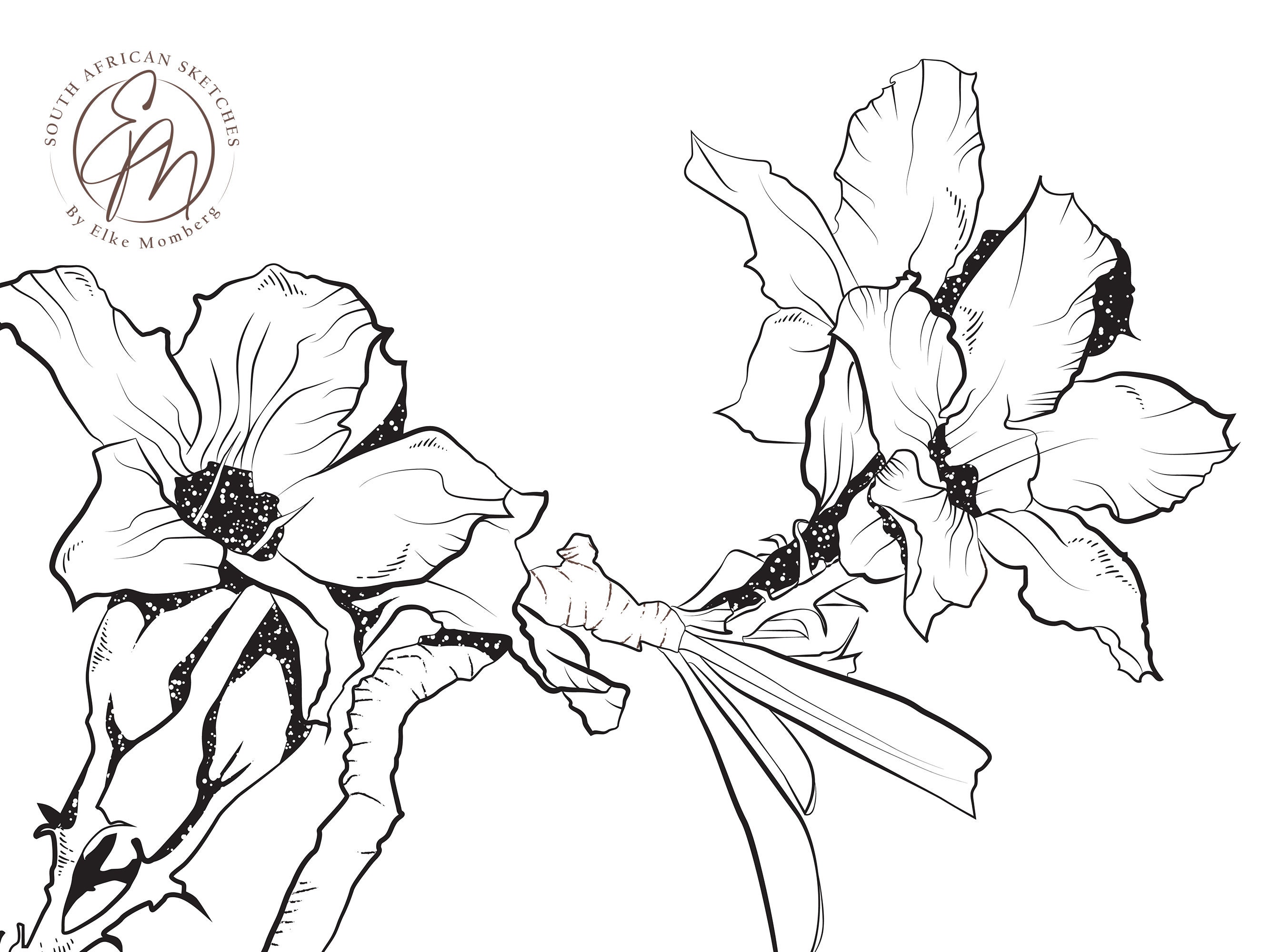 Impala Lily Botanical Wall Art Print, Black and White Flower Sketch ...