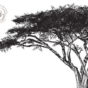 Umbrella Thorn Tree Botanical Wall Art, Modern Black and White Style ...