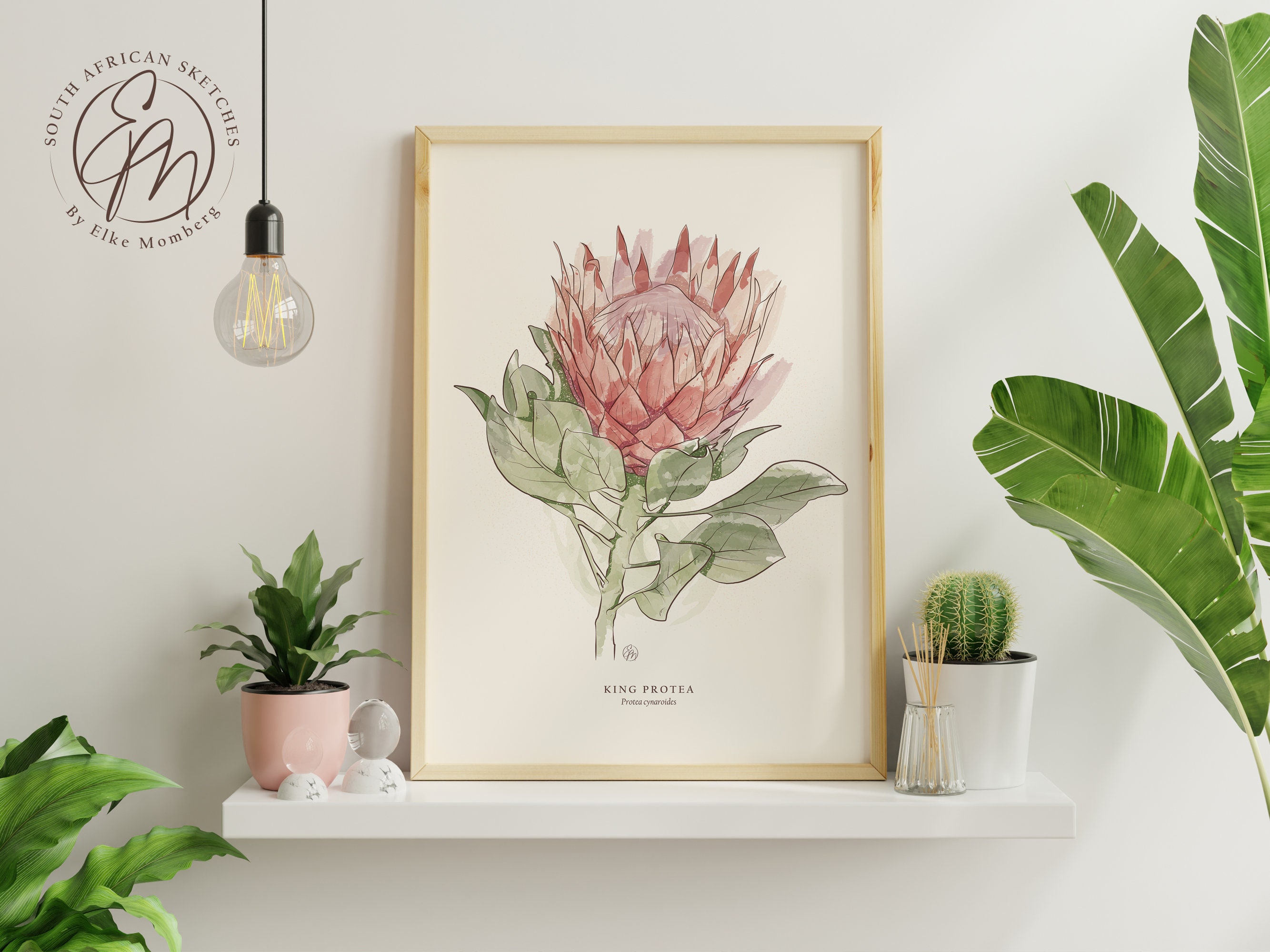 King Protea Drawing