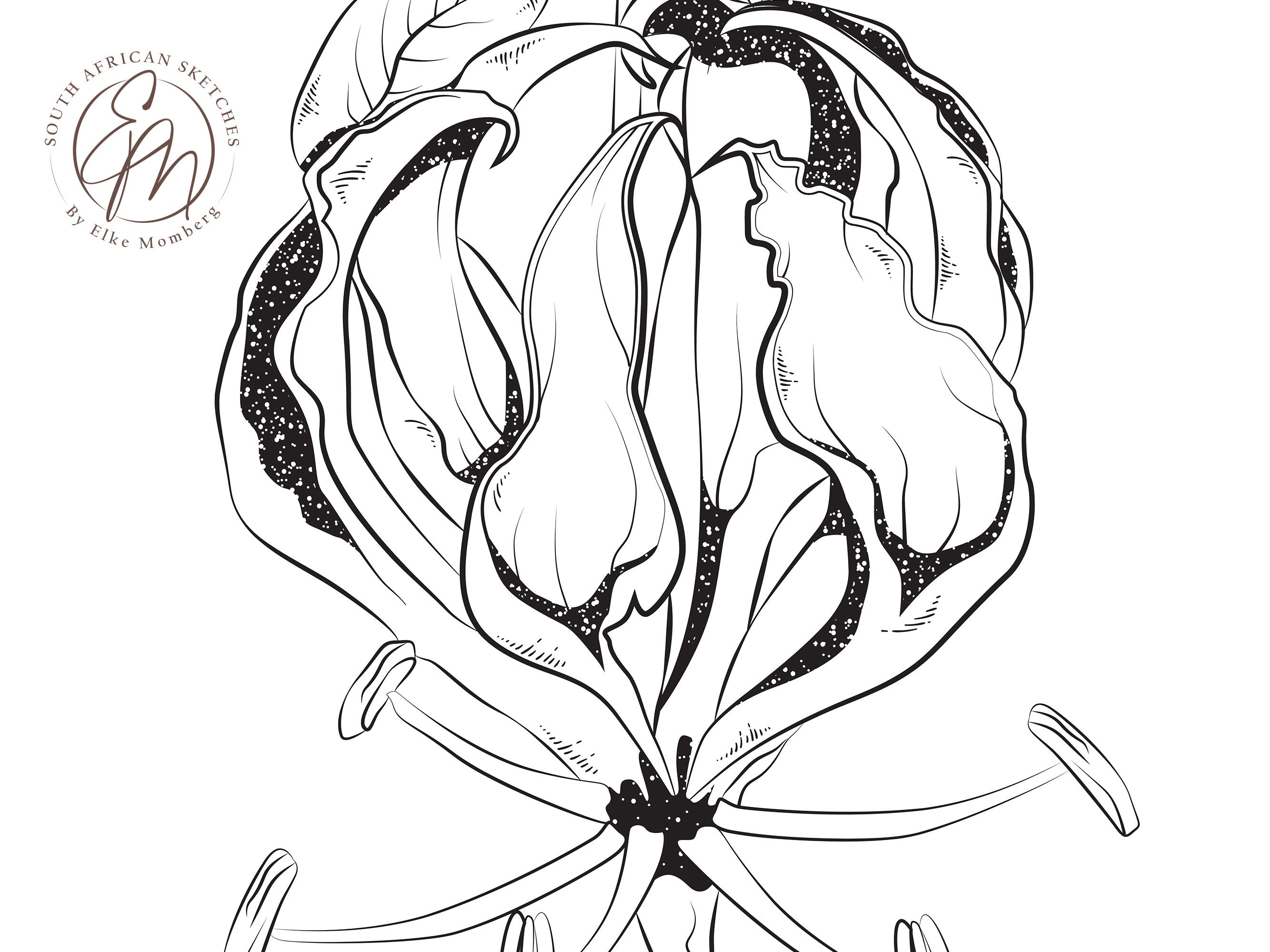 South African Flame Lily Botanical Wall Art, Modern Black and White ...