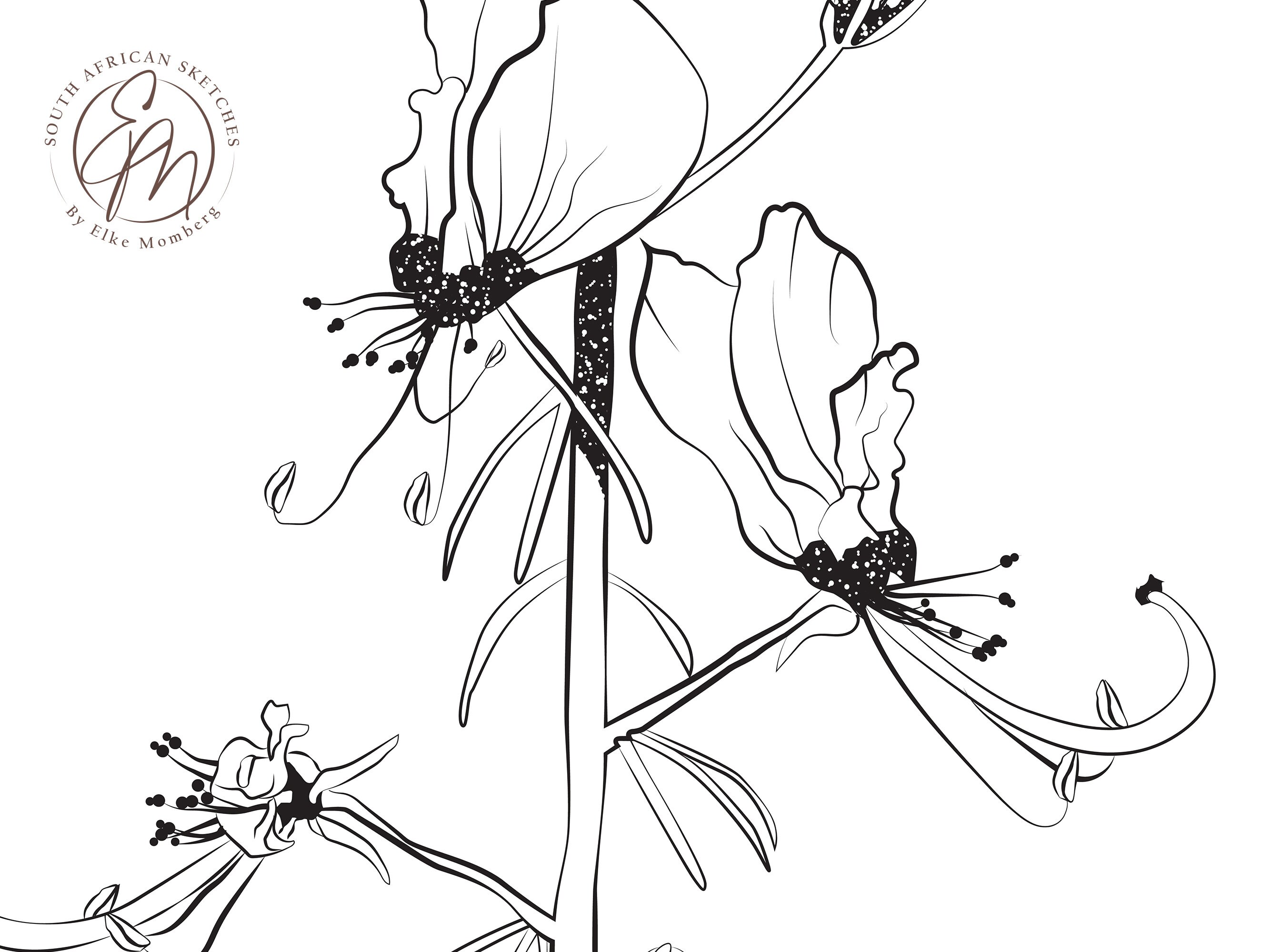 South African Wildflowers SET OF 3 Botanical Wall Art, Modern Black and ...